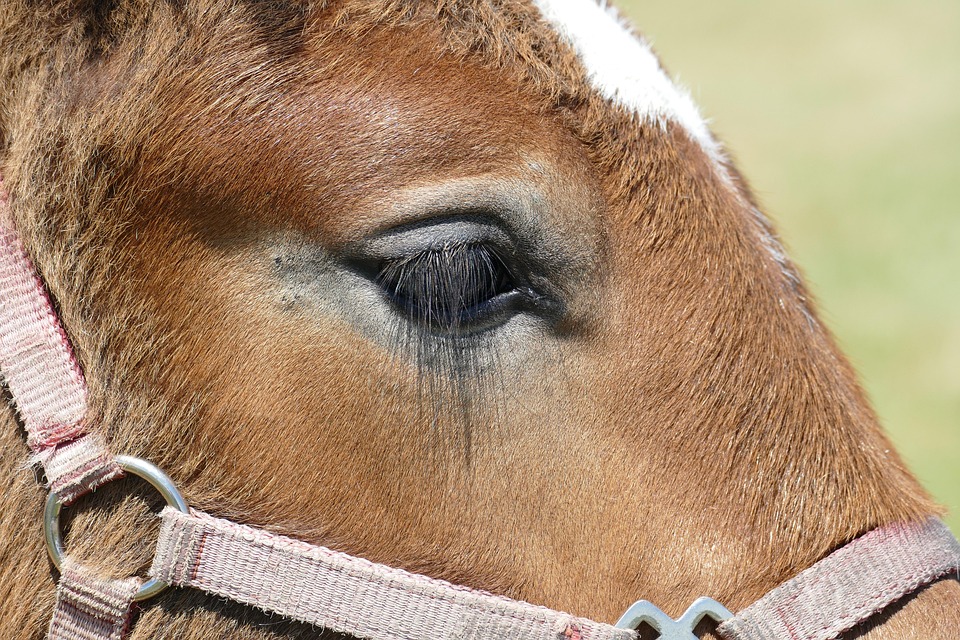 Horse Foal Farm Animal - Free photo on Pixabay