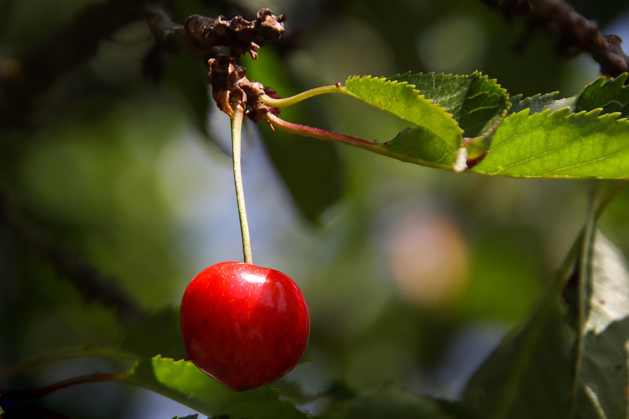 Nature Garden Cherry - Free photo on Pixabay - Pixabay