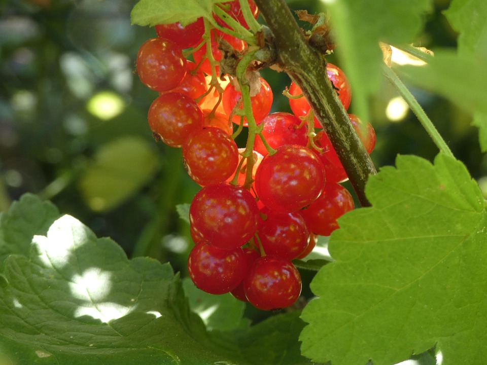 Currants Red - Free photo on Pixabay