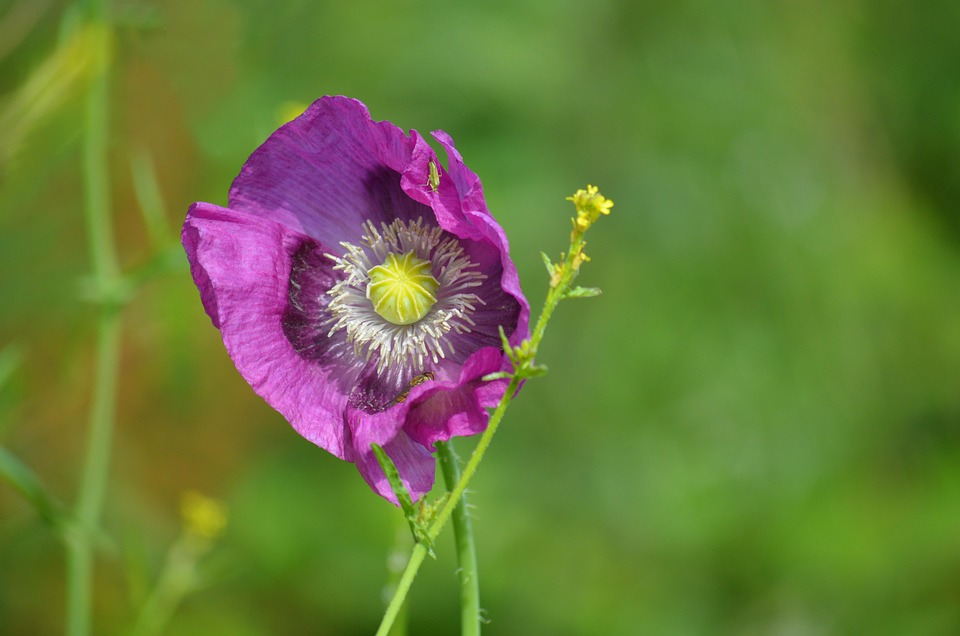 Poppy Nature Blossom - Free photo on Pixabay - Pixabay