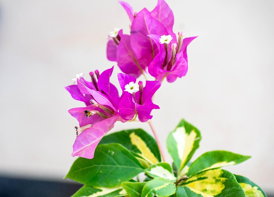 Flowers Flora Botany - Free photo on Pixabay - Pixabay