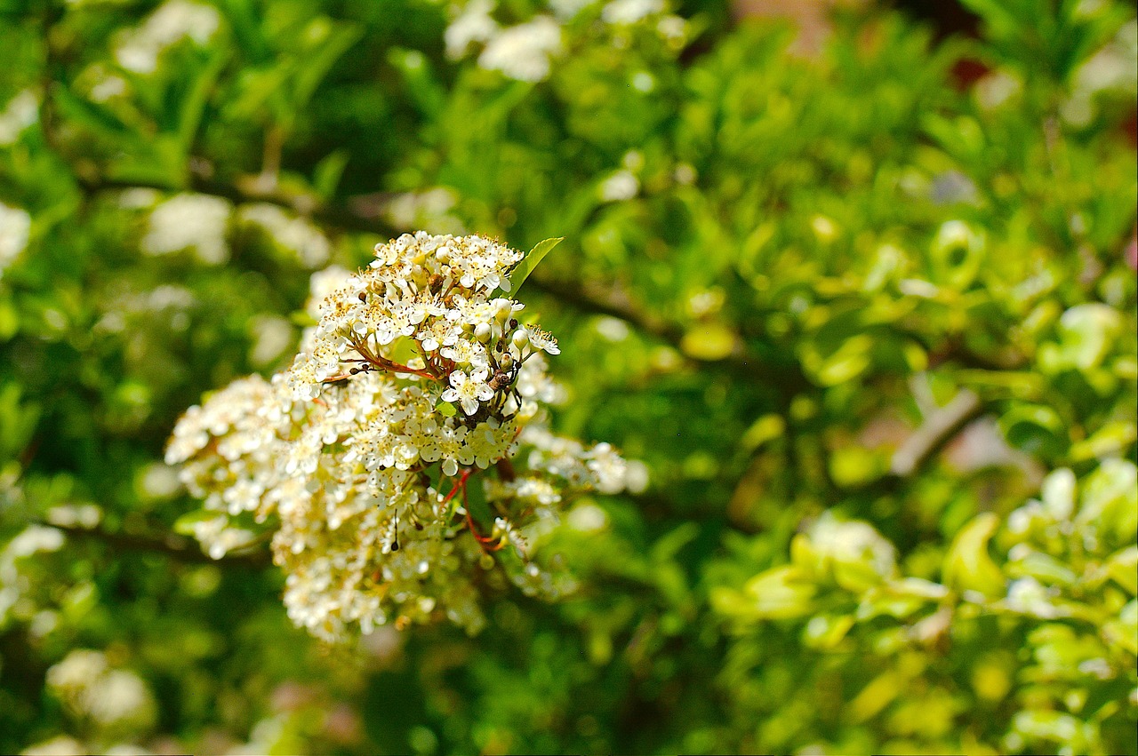 Roslini Nature Botany - Free photo on Pixabay - Pixabay