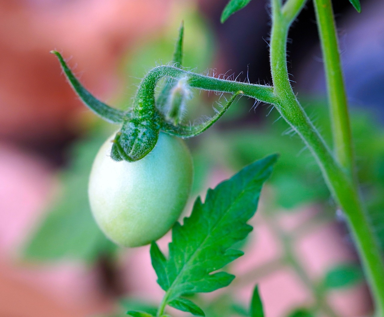Tomato Immature Fruit - Free photo on Pixabay - Pixabay