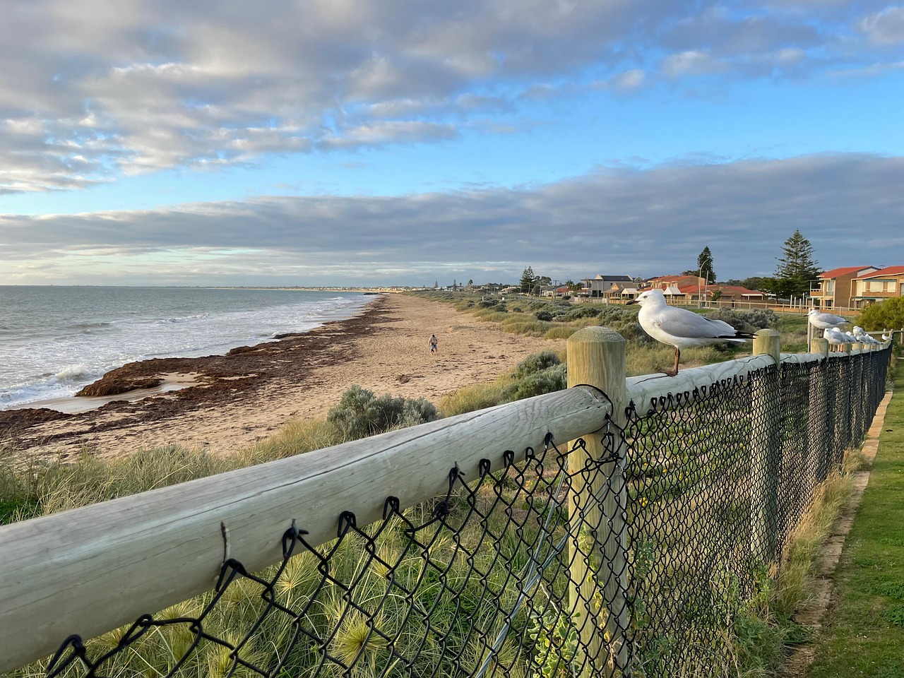 Beach Seagull Mandurah - Free photo on Pixabay - Pixabay