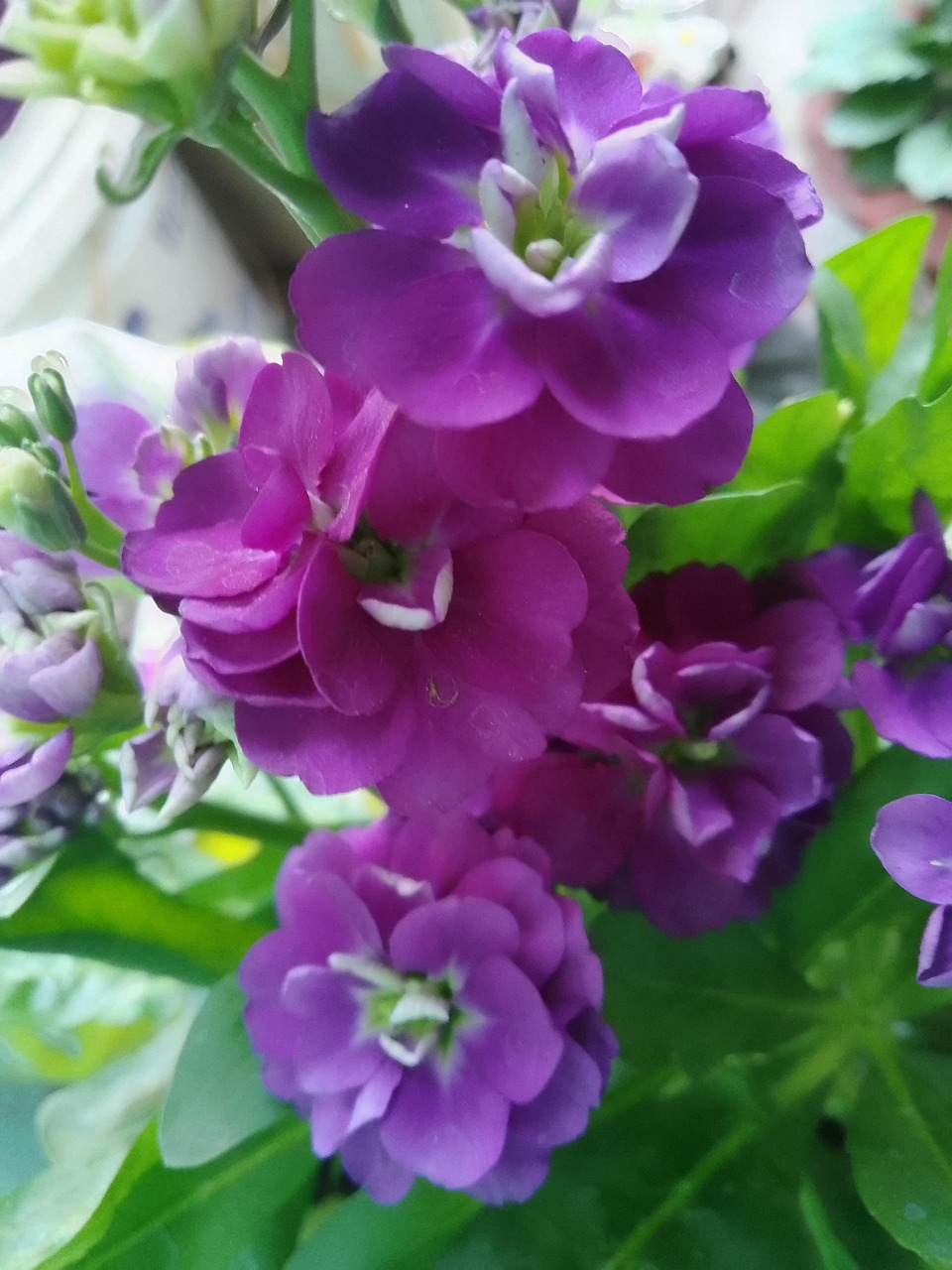 Violet Ausmanthus Bunga Ungu - Foto gratis di Pixabay - Pixabay