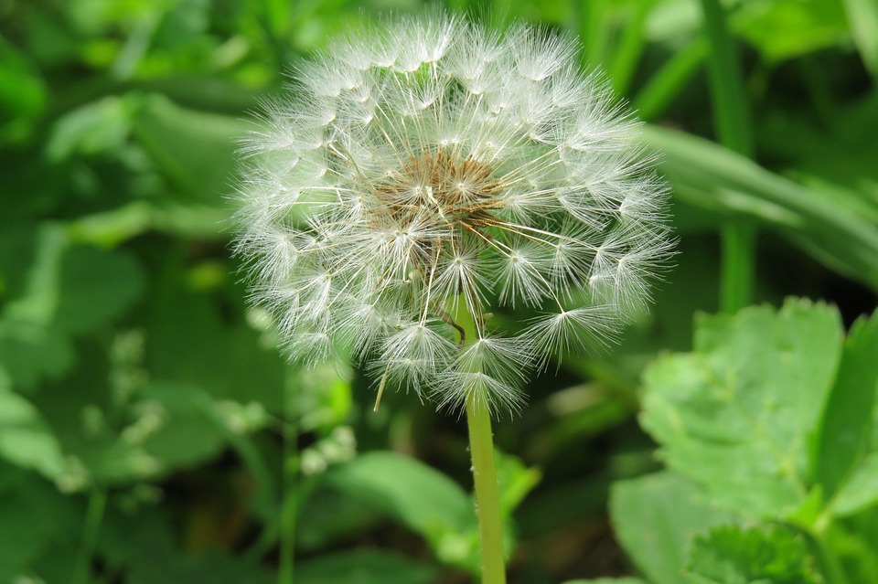 Pusteblume Sommer Grün Schönes - Kostenloses Foto auf Pixabay