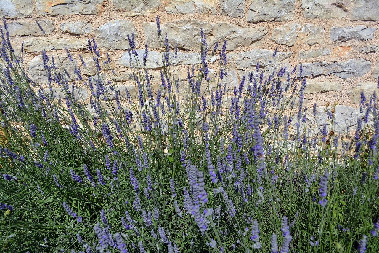 Lavender Mekar Rempah - Foto gratis di Pixabay - Pixabay