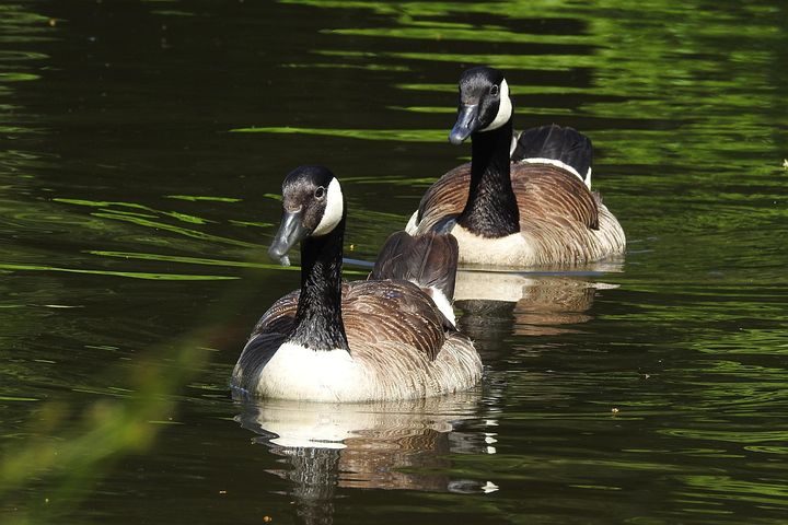 300+ Free Canada Geese & Geese Images - Pixabay