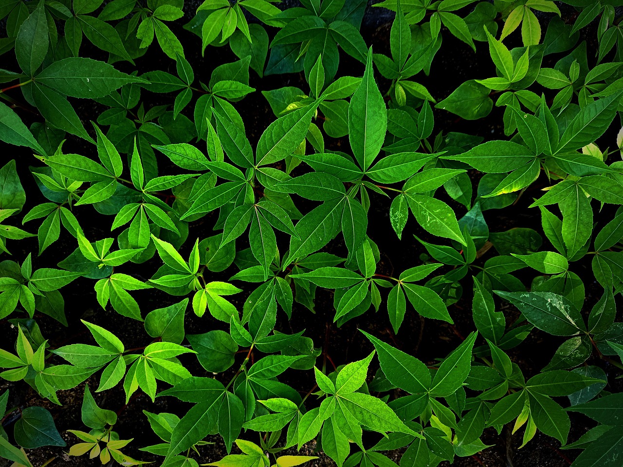 Folha Floresta Arvores - Foto gratuita no Pixabay - Pixabay