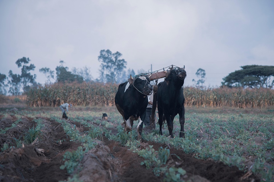Yoke Oxen Planting - Free photo on Pixabay