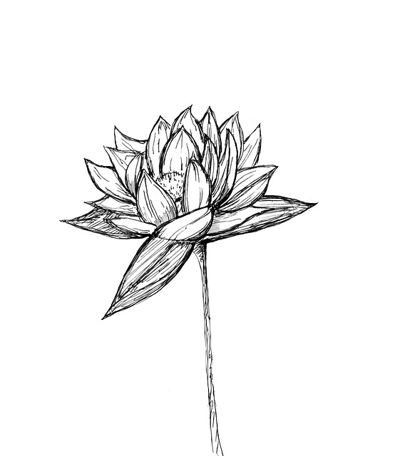 Teratai Bunga Sketsa Tanaman - Gambar gratis di Pixabay - Pixabay