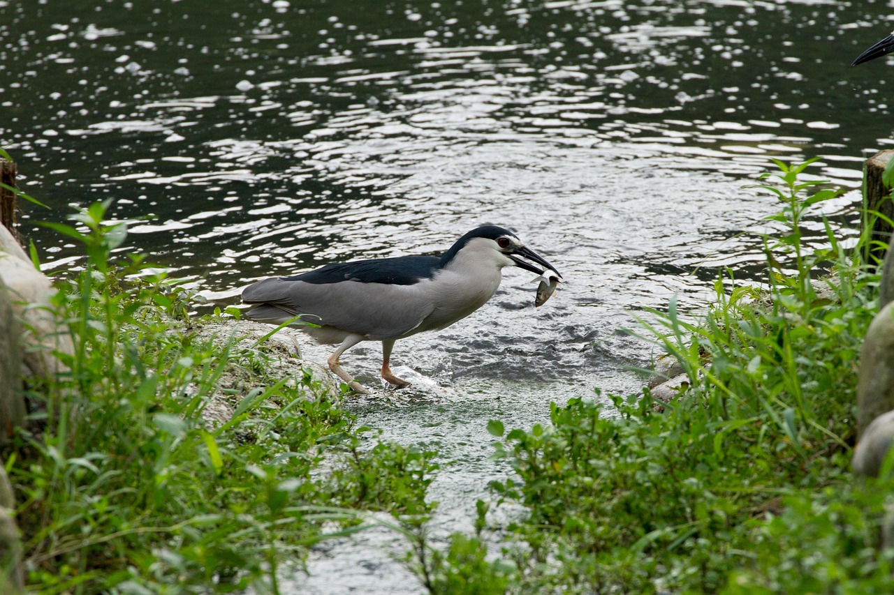 Bird Ornithology Species - Free photo on Pixabay - Pixabay