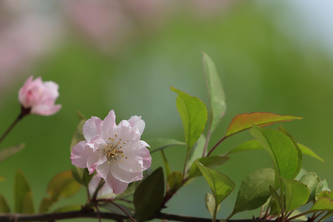 Flower Spring Flowers - Free photo on Pixabay - Pixabay