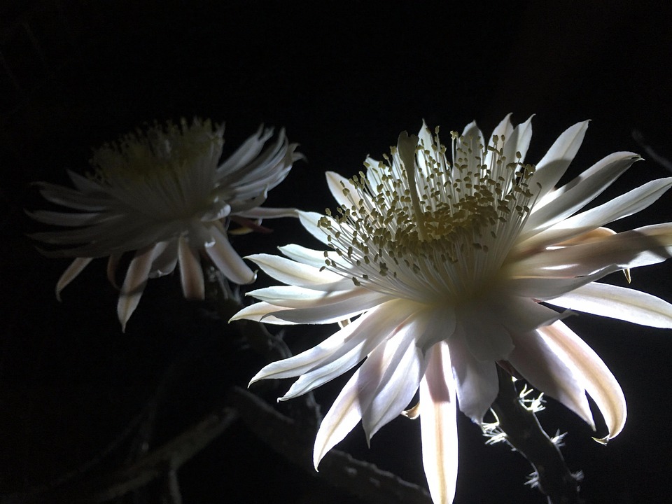 Queen Of The Night Blooming - Free photo on Pixabay - Pixabay