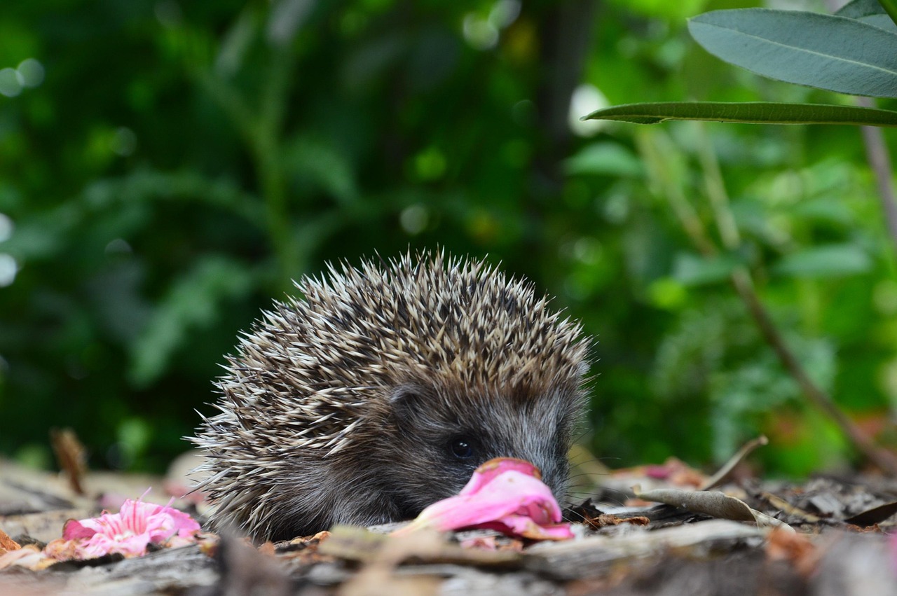 Animal Hedgehog Mammal - Free photo on Pixabay - Pixabay