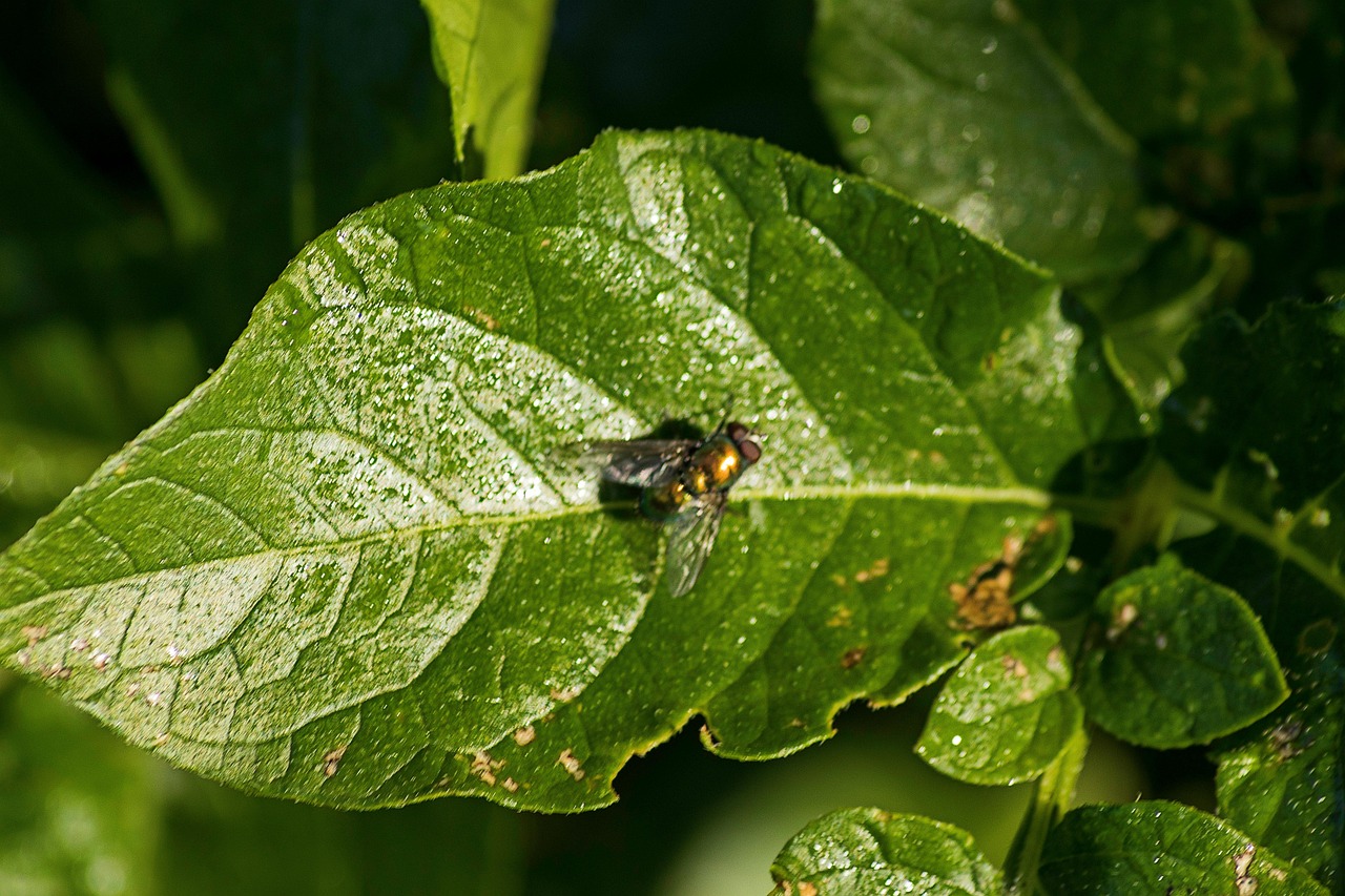 Insect Macro Forest - Free photo on Pixabay - Pixabay