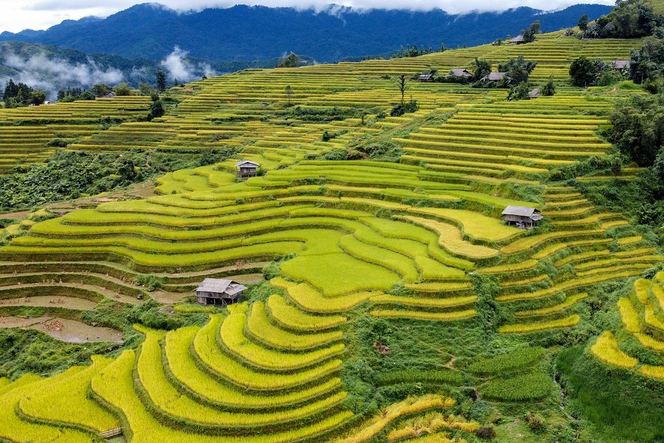 The Season Of Ripe Rice Fall Hoang - Free photo on Pixabay