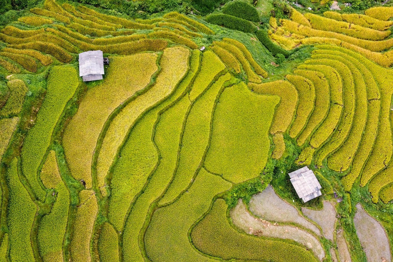 The Season Of Ripe Rice Fall Hoang - Free photo on Pixabay