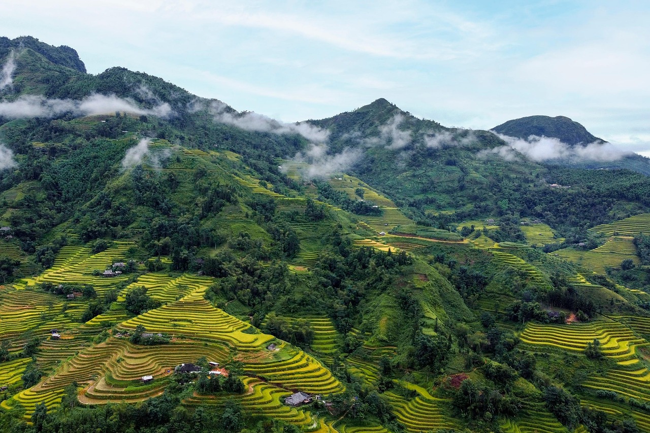 The Season Of Ripe Rice Fall Hoang - Free photo on Pixabay