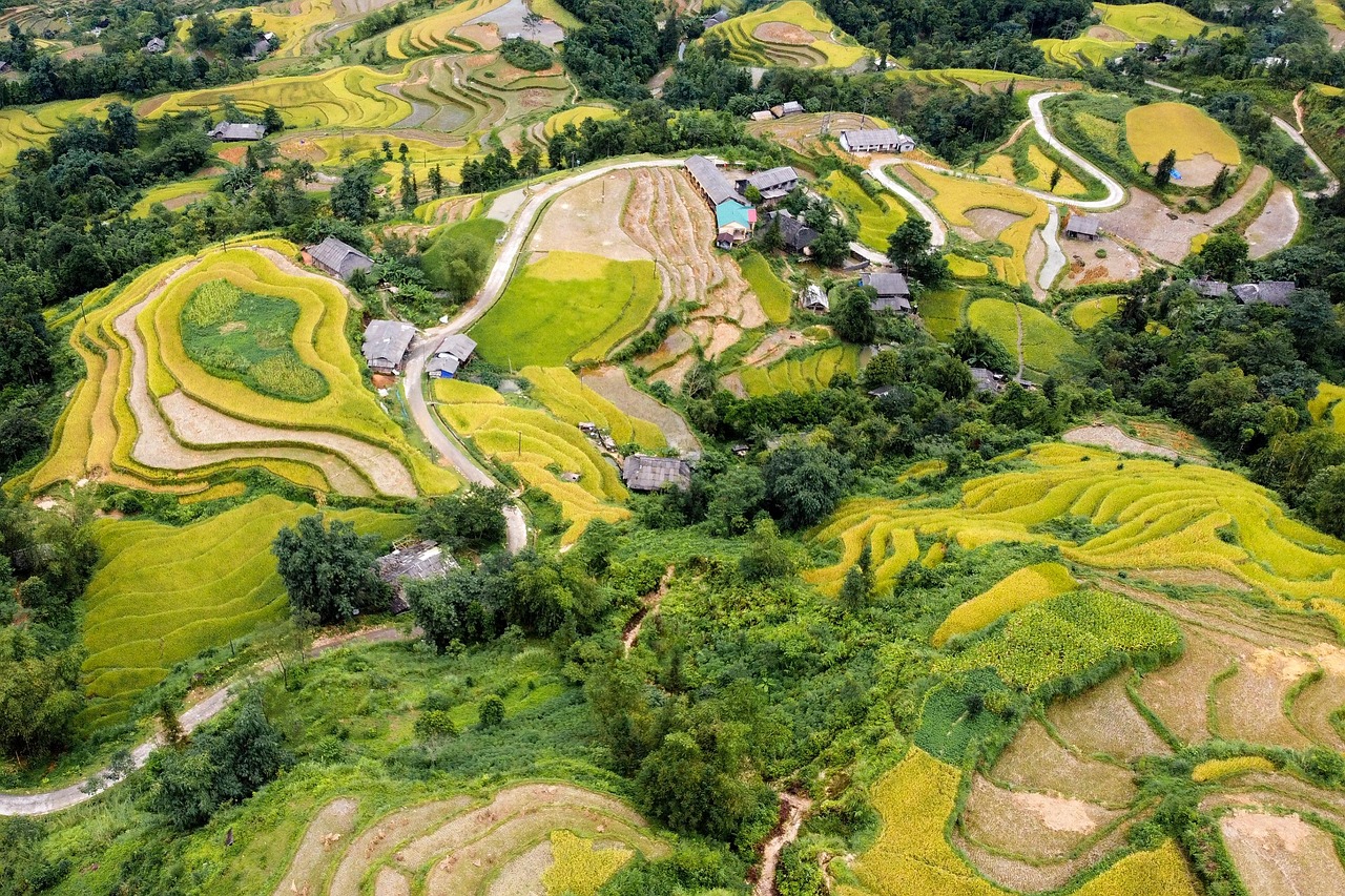 The Season Of Ripe Rice Fall Hoang - Free photo on Pixabay - Pixabay