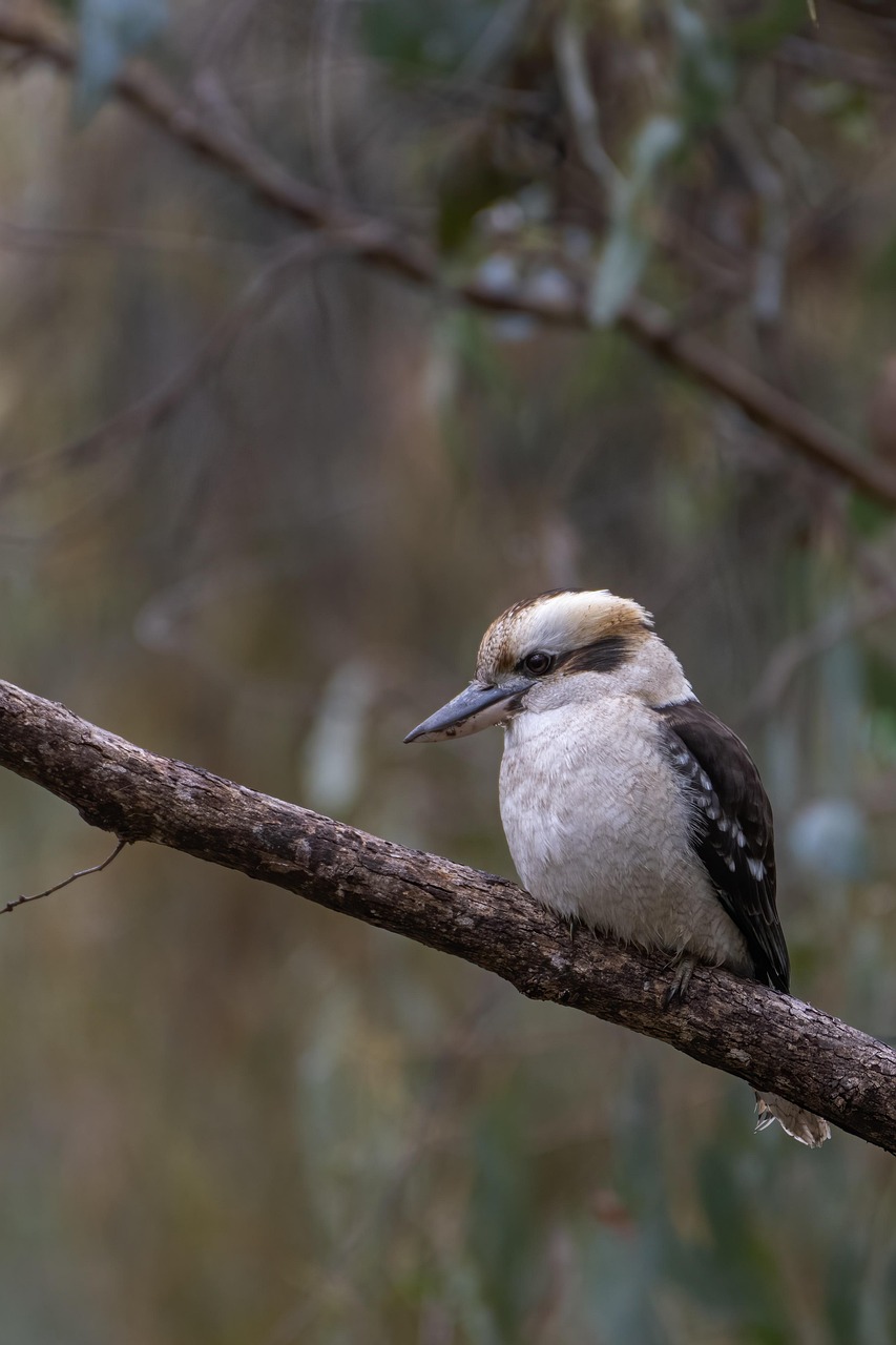 Kookaburra Laughing - Free photo on Pixabay