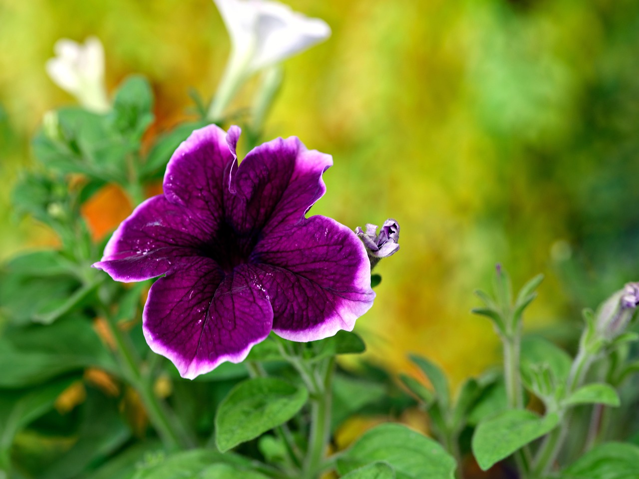 930 beautiful photo results - Pixabay