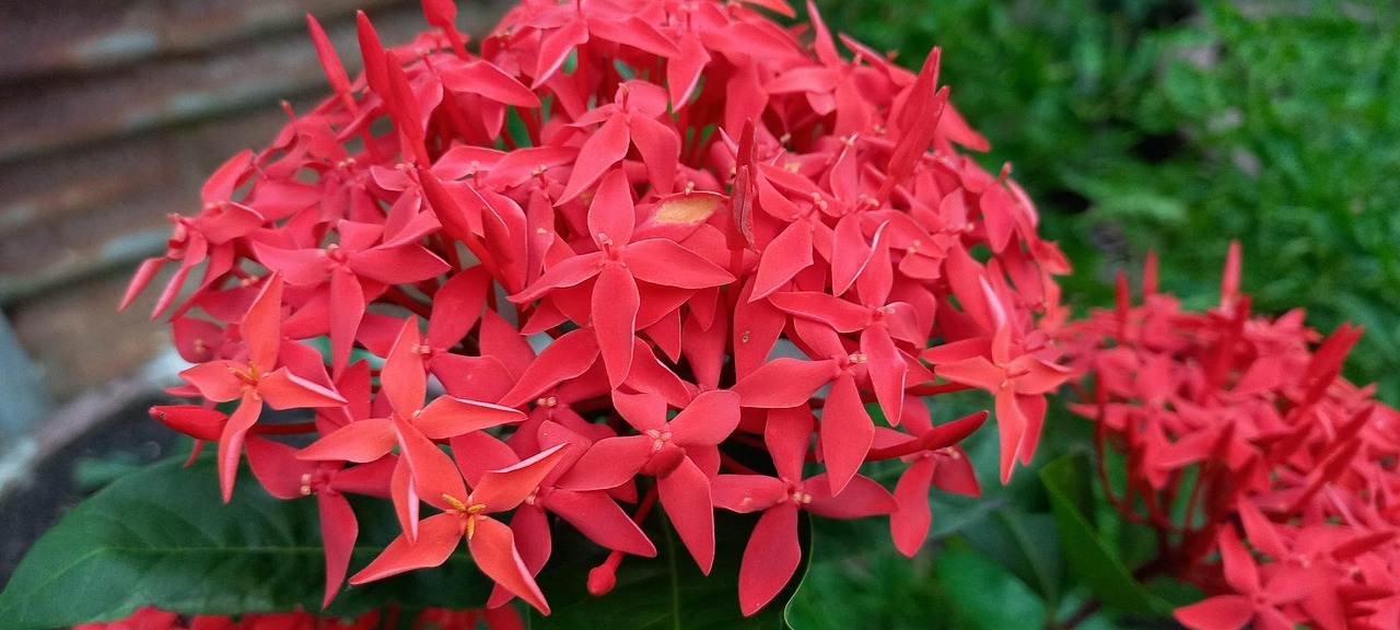 Ixora Flowers Red Flower - Free photo on Pixabay - Pixabay
