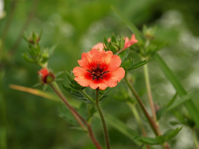 Blume Marionette Garten - Kostenloses Foto auf Pixabay - Pixabay