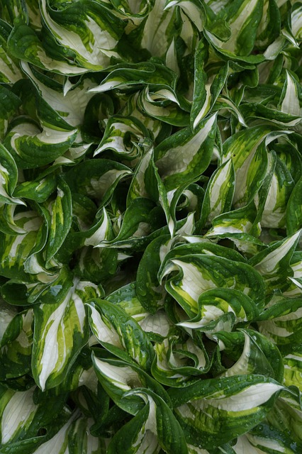 Plantain Funkia Lehtipuu Lehdet - Ilmainen valokuva Pixabayssa - Pixabay
