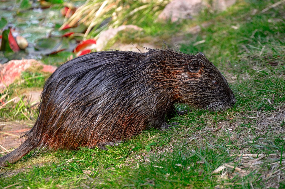 Beaver Animal Nature - Free photo on Pixabay