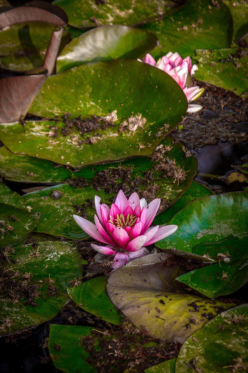 Danau Bunga Teratai Tanaman - Foto gratis di Pixabay - Pixabay
