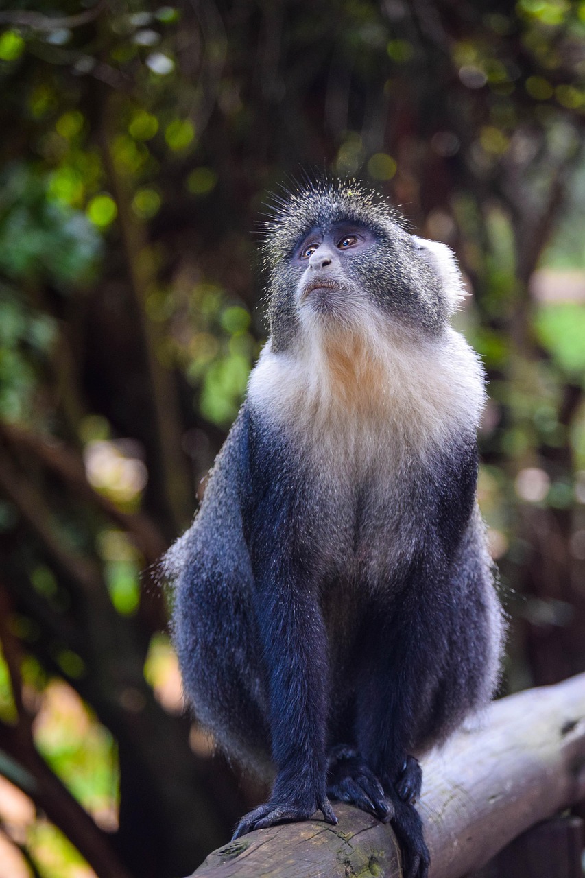 Animal Macaco Primata Jardim - Foto gratuita no Pixabay - Pixabay
