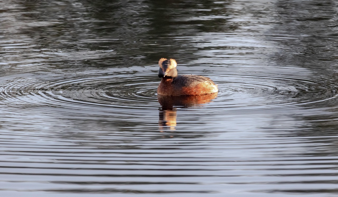Horned Lark Bird Lake - Free photo on Pixabay - Pixabay