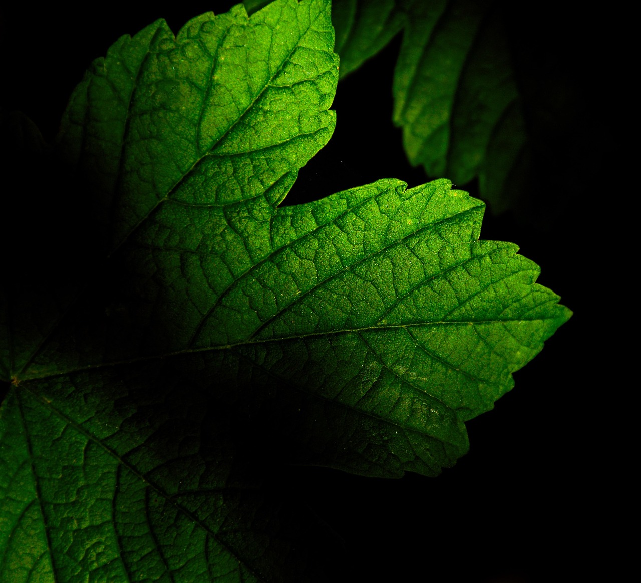 Leaves Foliage Forest - Free photo on Pixabay - Pixabay