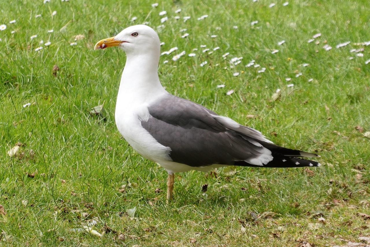 Mouette Rieuse Oiseau - Photo gratuite sur Pixabay - Pixabay