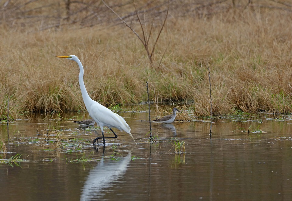 Great Egret Bird Lake White - Free photo on Pixabay