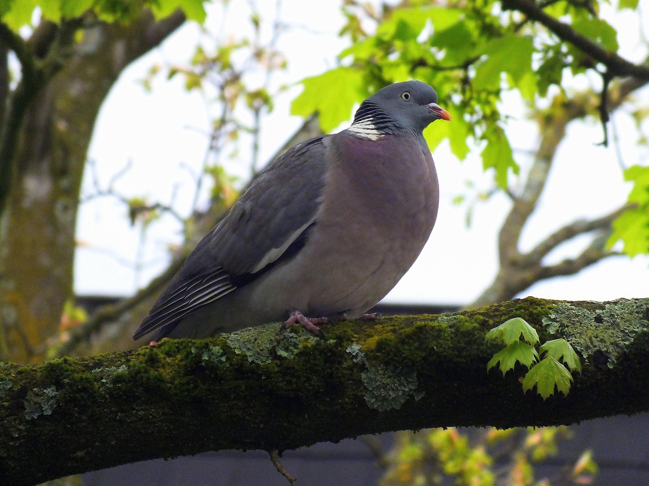 Pigeon Ramier Roucouler Colombe - Photo gratuite sur Pixabay