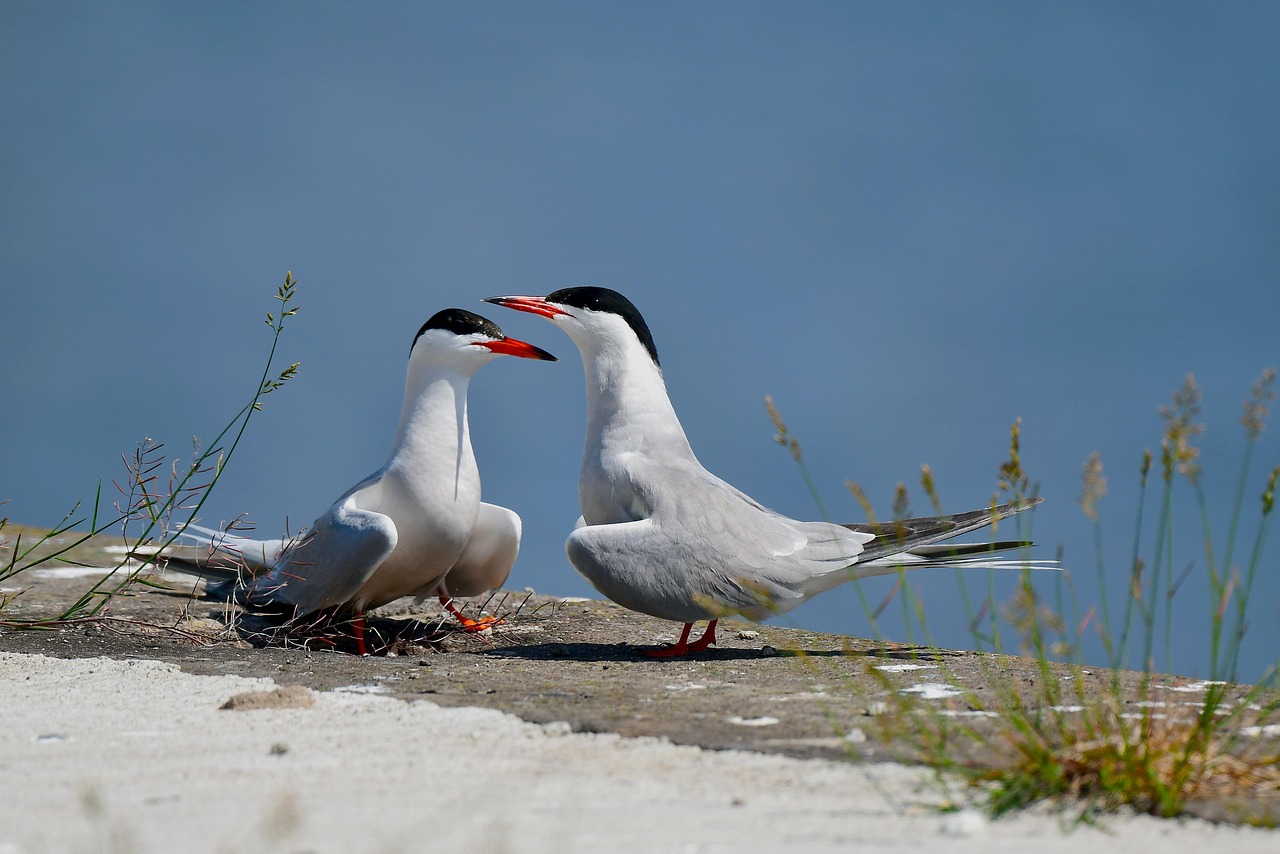 Whiskered Tern Marsh - Free photo on Pixabay - Pixabay
