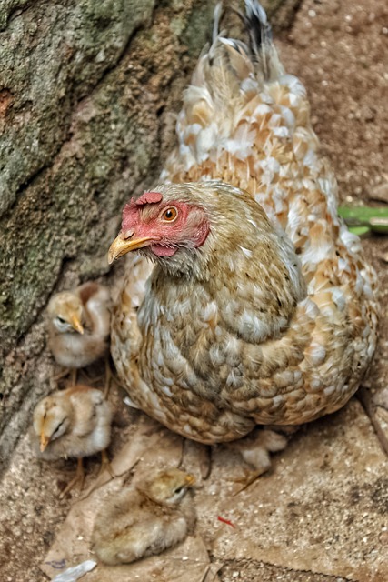 Poule Poussins Manger Des - Photo gratuite sur Pixabay