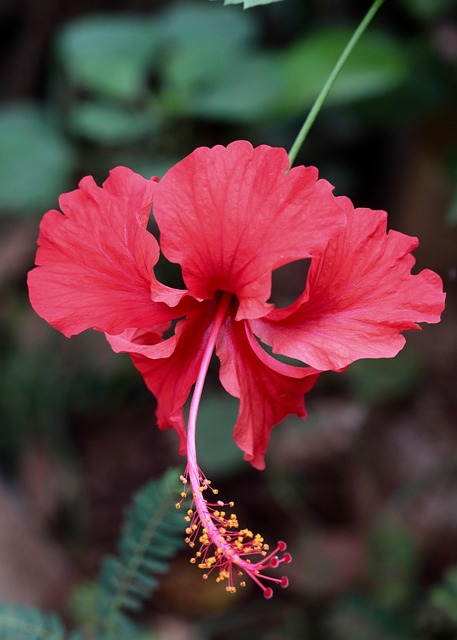 Hibicus Flower Plant - Free photo on Pixabay