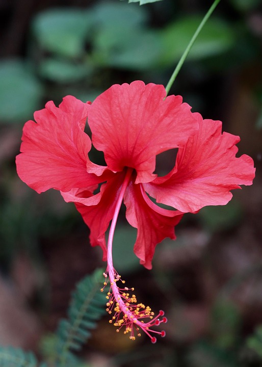 Hibicus Flower Plant - Free photo on Pixabay