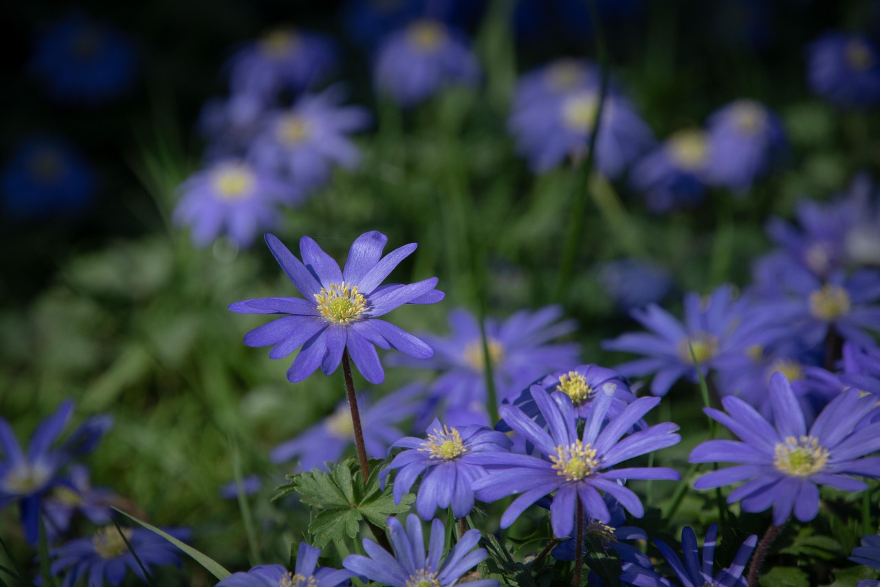 Flower Anemone Bloom - Free photo on Pixabay - Pixabay