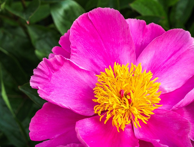 Flower Plant Planting - Free photo on Pixabay