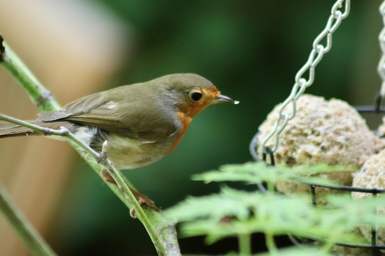 300+ kostenlose Europäisches Rotkehlchen und Robin-Bilder - Pixabay