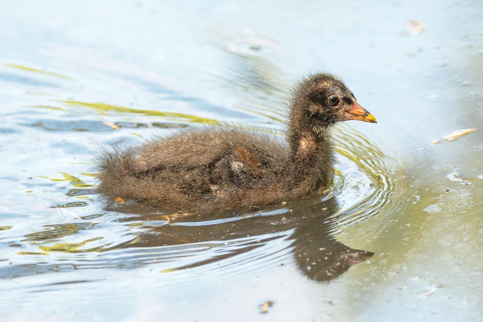 Pond Animal Wildlife - Free photo on Pixabay - Pixabay