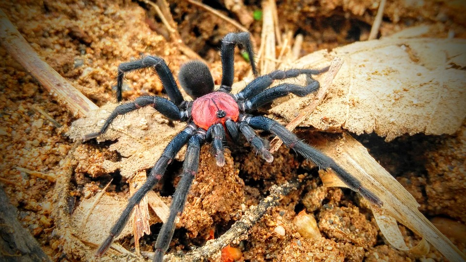 Arachnophobia Spider Nature - Free photo on Pixabay - Pixabay