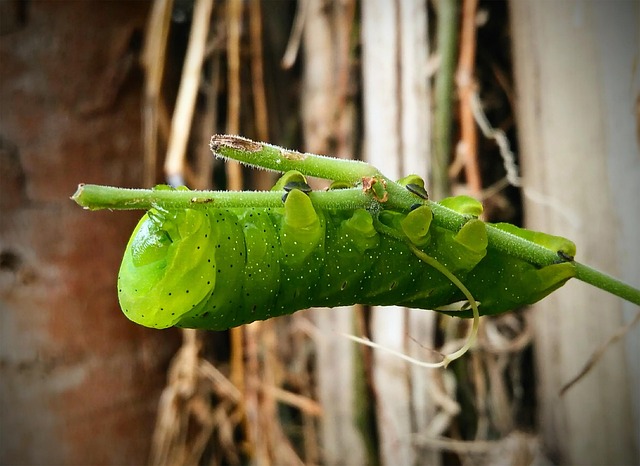 Caterpillar Insect Transformation - Free photo on Pixabay - Pixabay