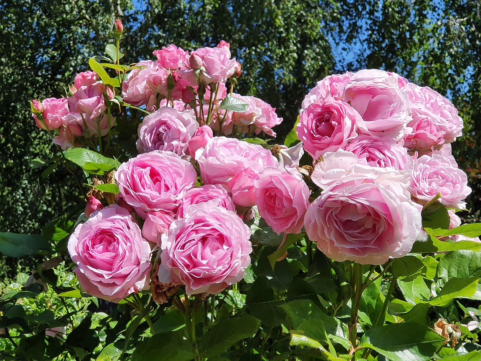 Des Roses Rouge Doux - Photo gratuite sur Pixabay - Pixabay