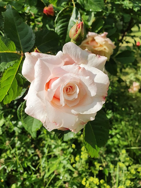 Beauté Rose Tendre Blanc - Photo gratuite sur Pixabay - Pixabay