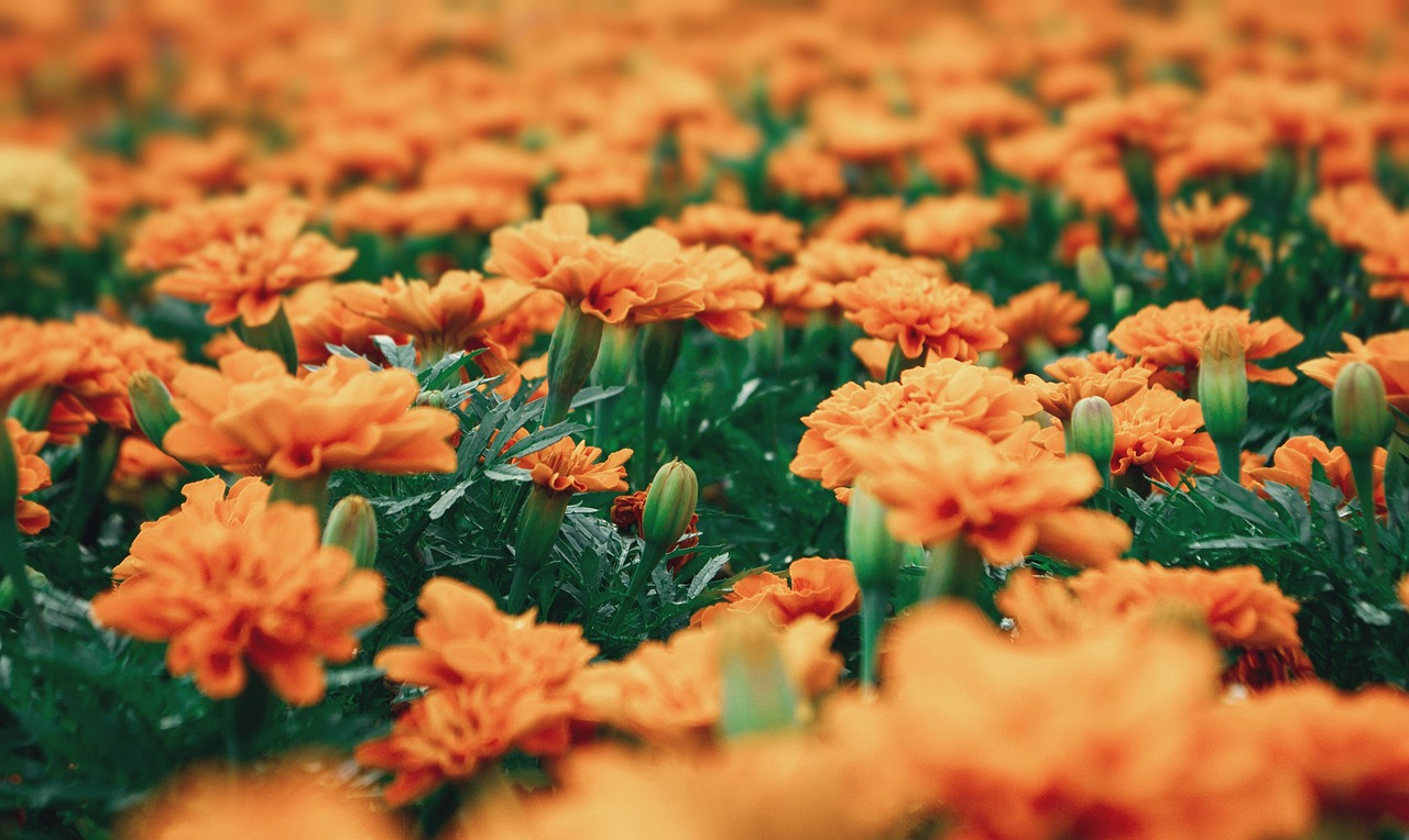 Orange Flowers Tumblr